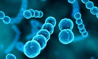 Estreptococos - Classificação | Biomedicina Padrão